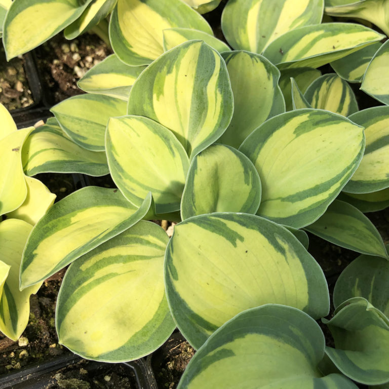 Hosta Pure Heart - Buy Hostas Perennials Online