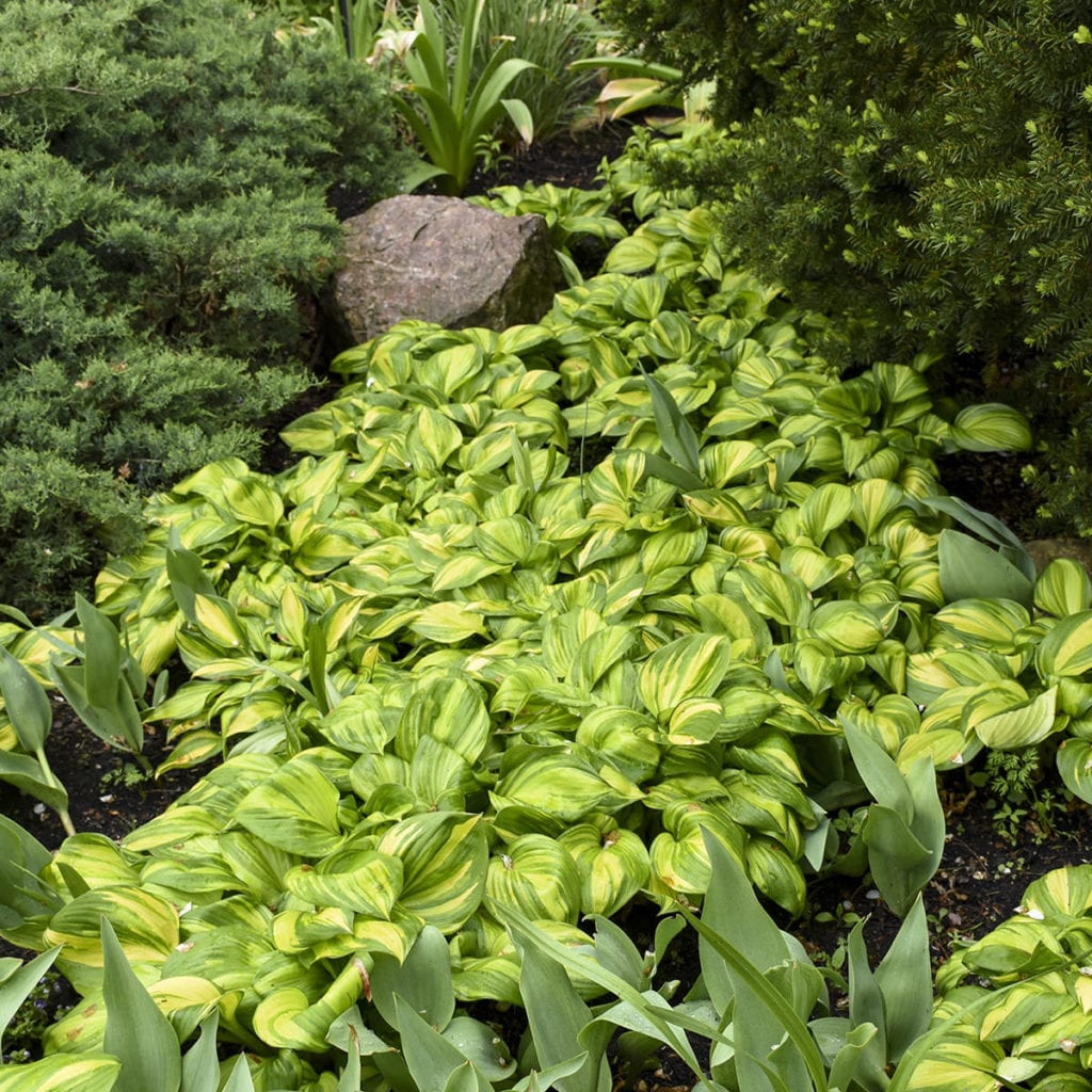 Hosta Rainbow's End - Order Online