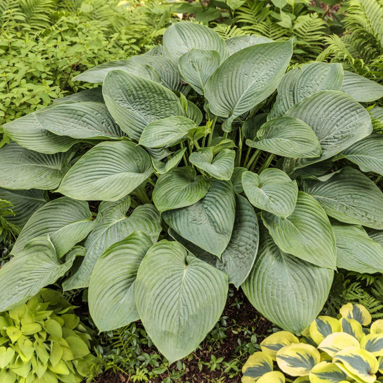 Order Hosta Perennials Online
