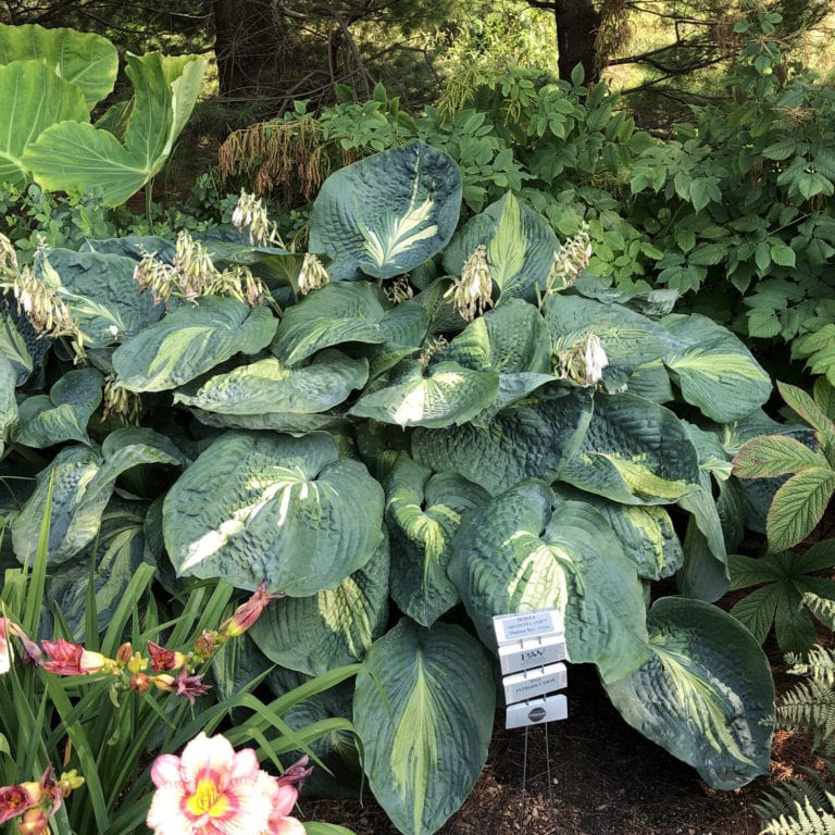 SHADOWLAND® 'Hudson Bay' Hosta - Order online
