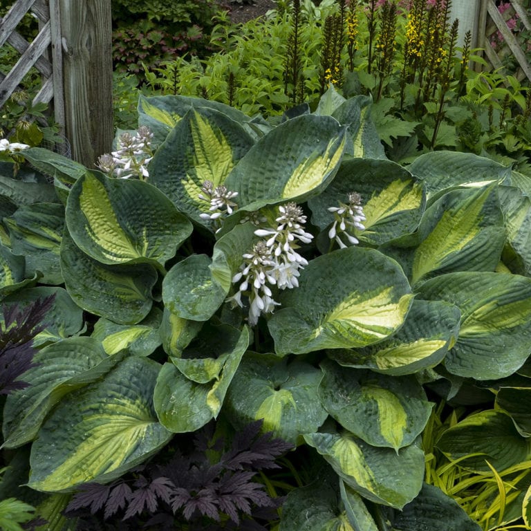 SHADOWLAND® 'Hudson Bay' Hosta - Order online