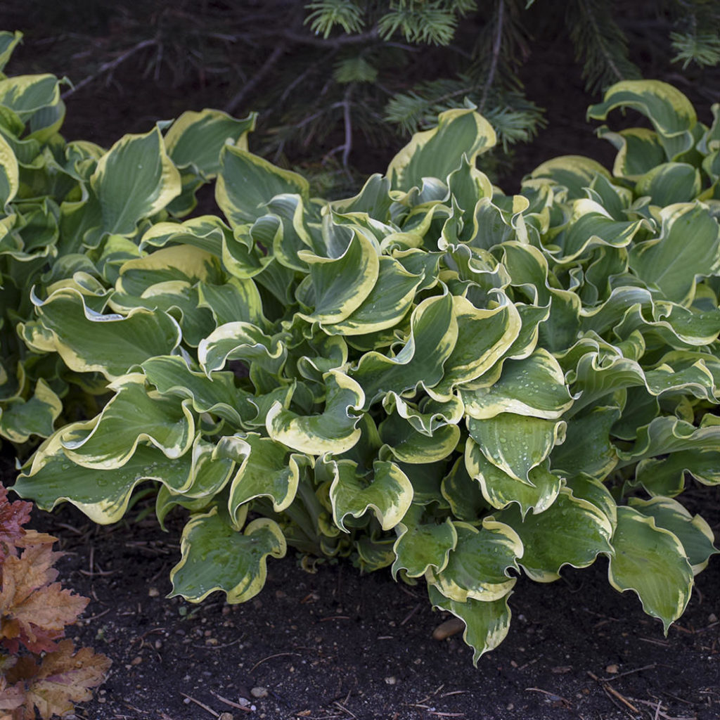 SHADOWLAND® 'Wheee!' Hosta - Order Online