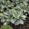 Hosta ‘Touch of Class’ - Order Online