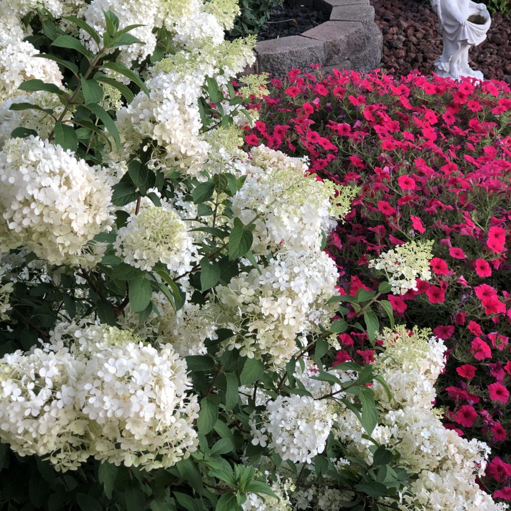 Hardy Bobo Hydrangea with Large White Summer Panicles