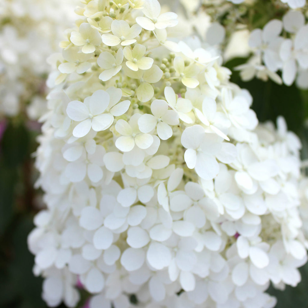 BOBO® Panicle Hydrangea | Compact Dwarf Garden Shrub