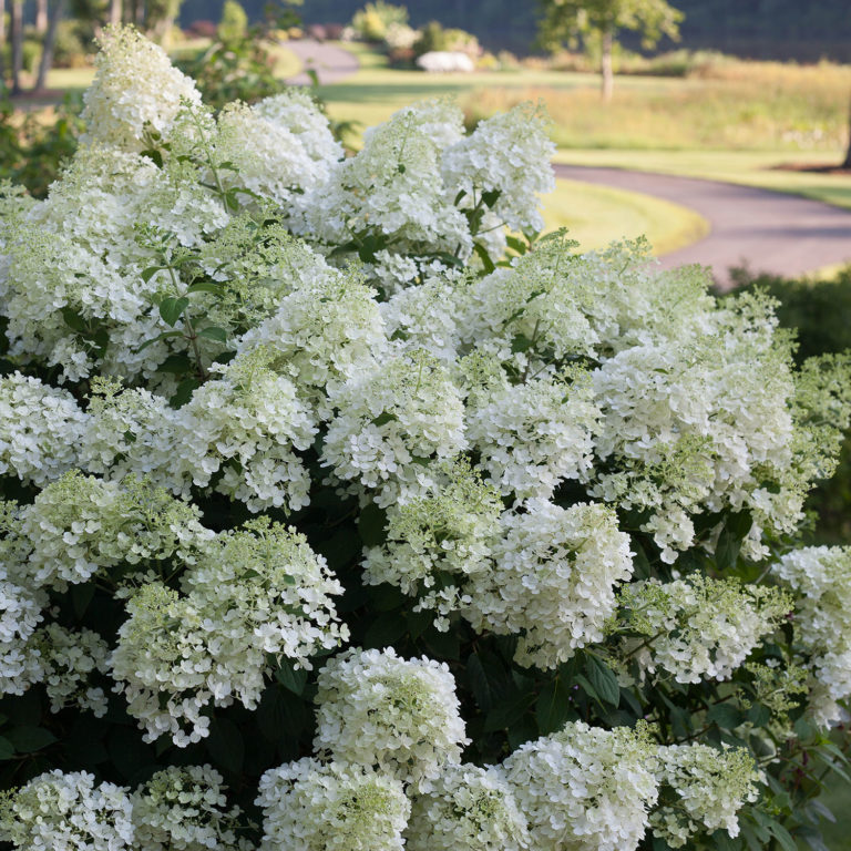 BOBO® Panicle Hydrangea | Compact Dwarf Garden Shrub