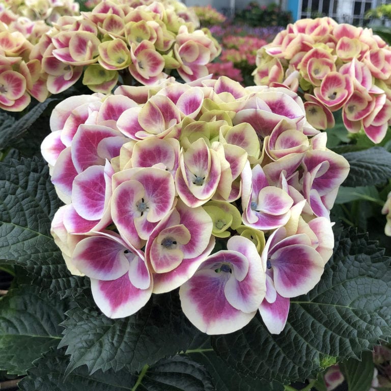 Hydrangea CITYLINE Mars - Buy Hydrangea Big Leaf Shrubs Online