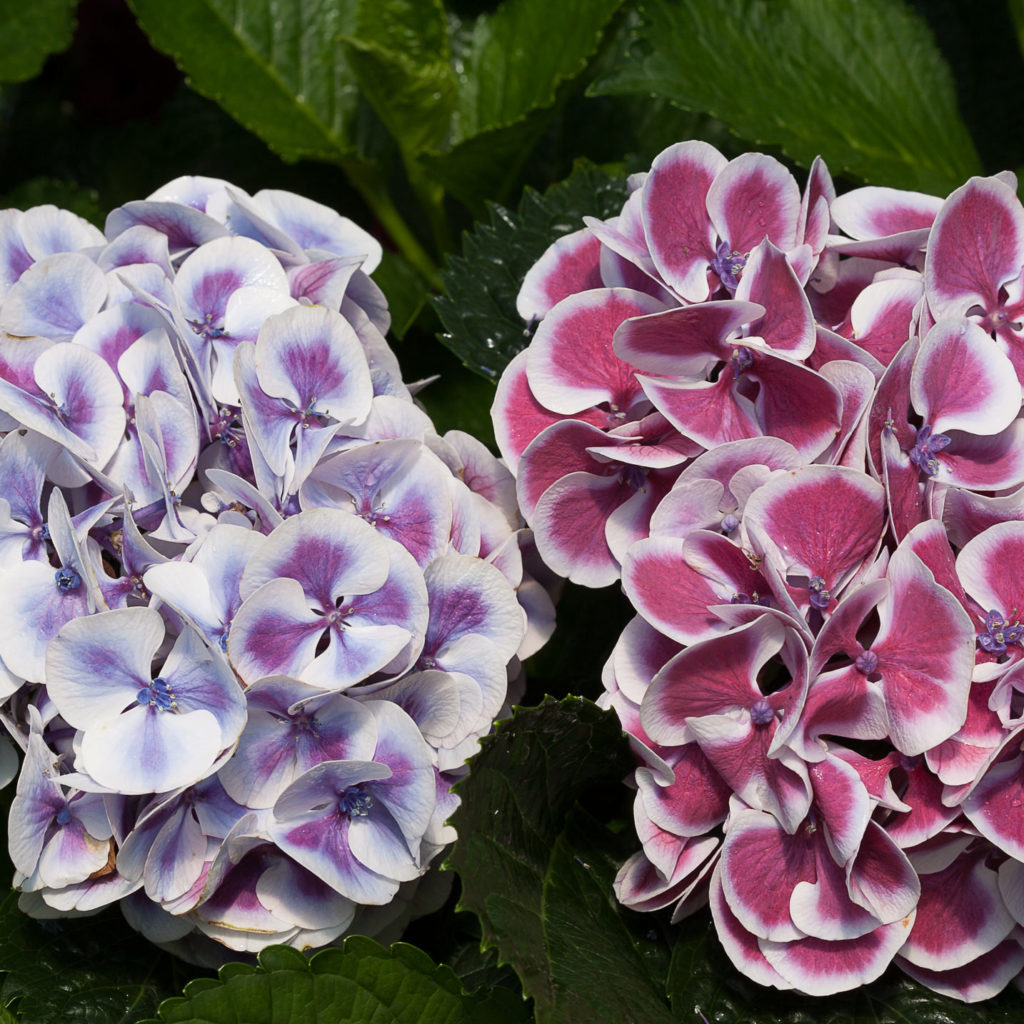 Hydrangea CITYLINE Mars - Buy Hydrangea Big Leaf Shrubs Online
