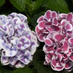 Hydrangea CITYLINE Mars - Buy Hydrangea Big Leaf Shrubs Online