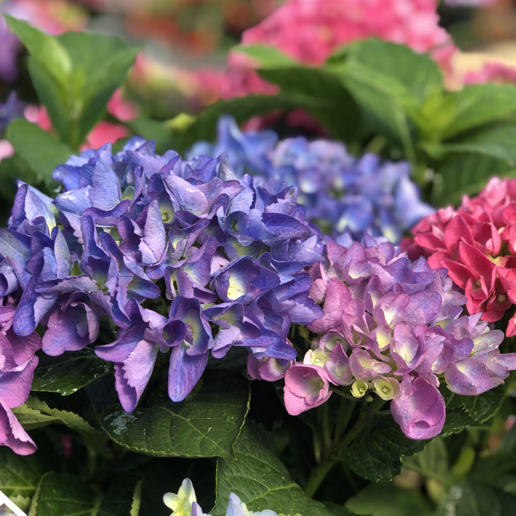 CITYLINE® Rio Hydrangea – Garden Crossings