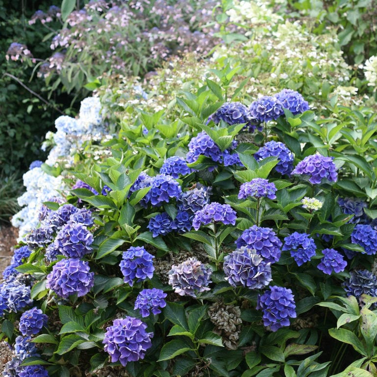 Hydrangea CITYLINE Venice - Buy Hydrangea Big Leaf Shrubs Online