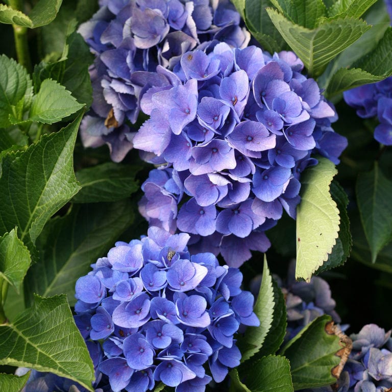 Hydrangea CITYLINE Venice - Buy Hydrangea Big Leaf Shrubs Online