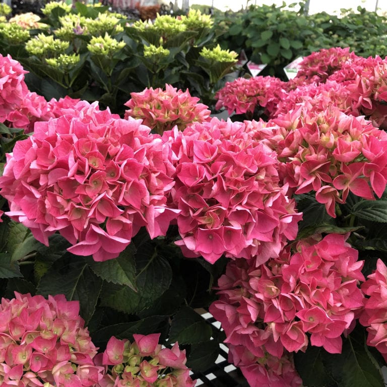 CITYLINE® Vienna Hydrangea – Garden Crossings