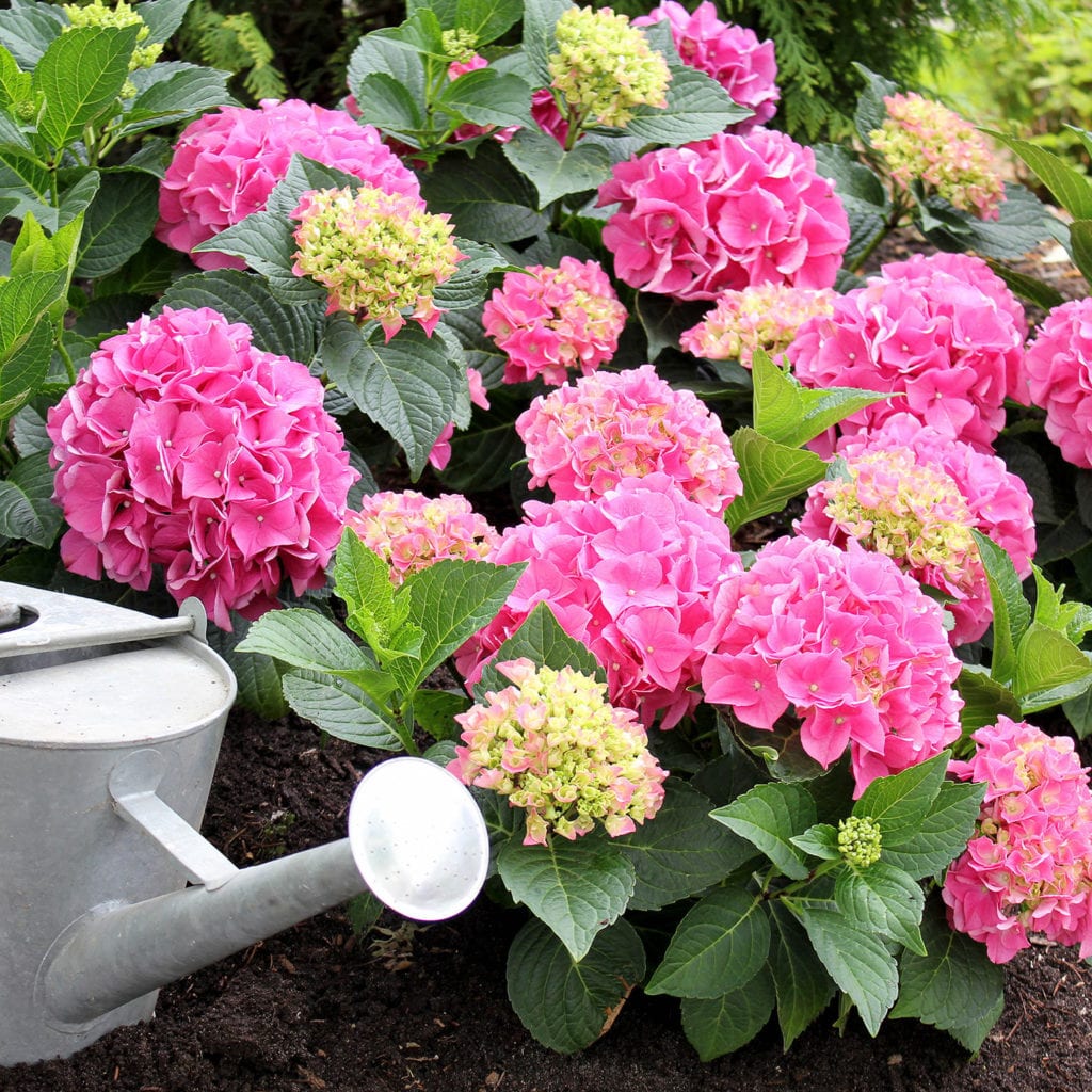 CITYLINE® Vienna Hydrangea – Garden Crossings