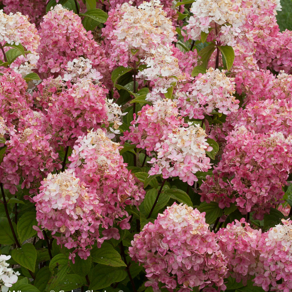 Fire Light Hardy Hydrangea | Panicle Shrub