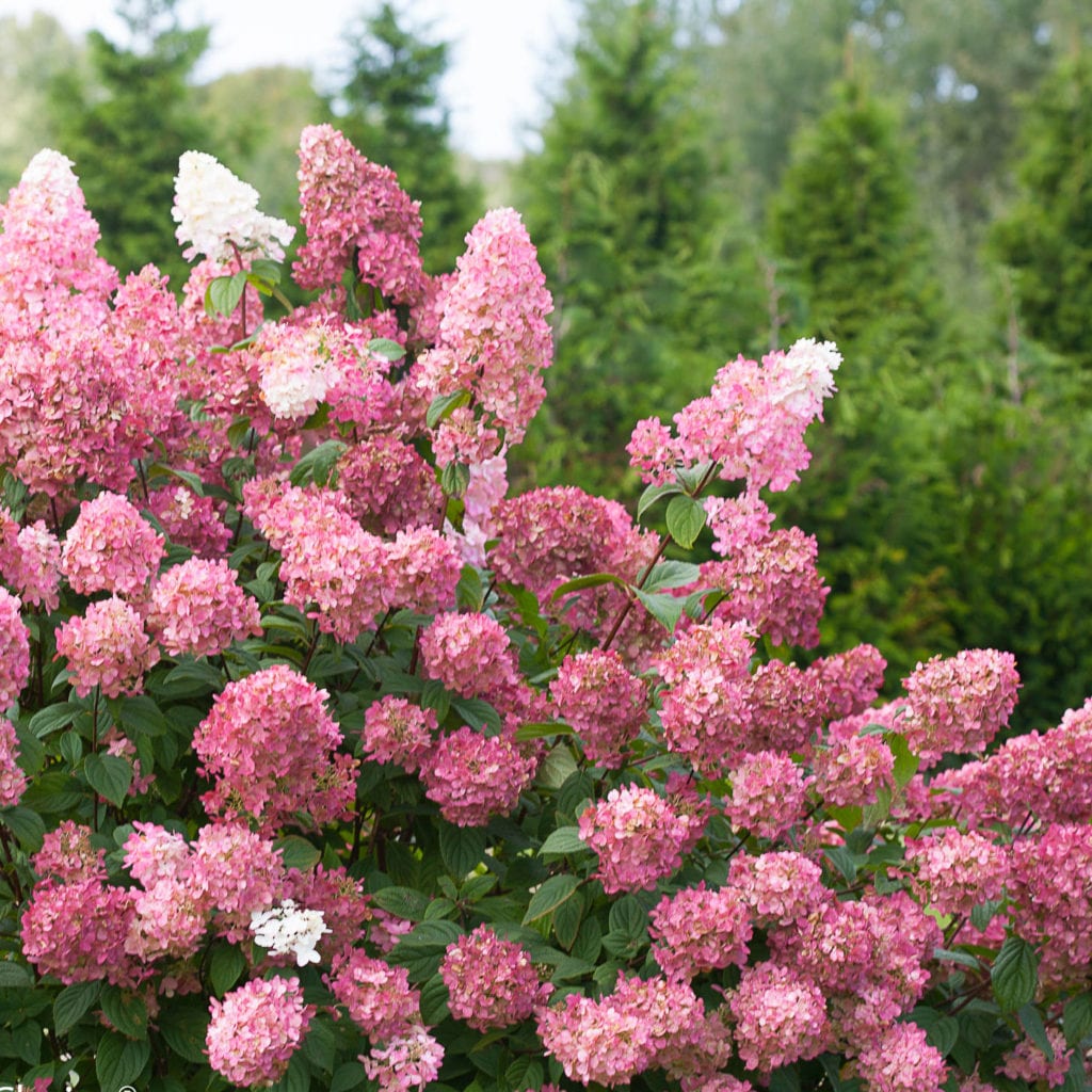 Fire Light Hardy Hydrangea | Panicle Shrub