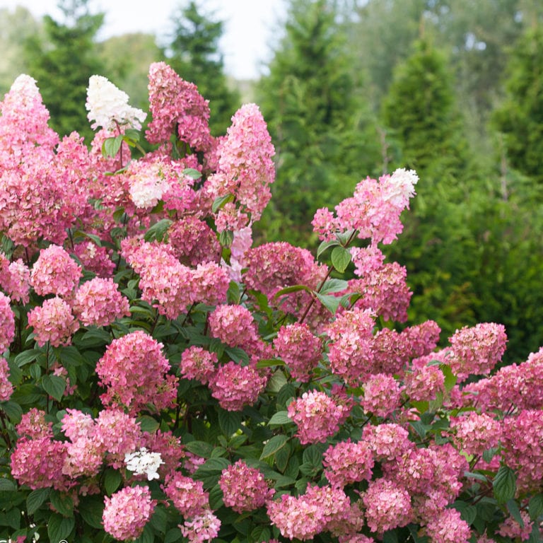 Fire Light Hardy Hydrangea | Panicle Shrub