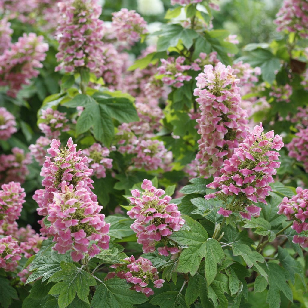 Oakleaf Hydrangea with Pink Summer Blooms