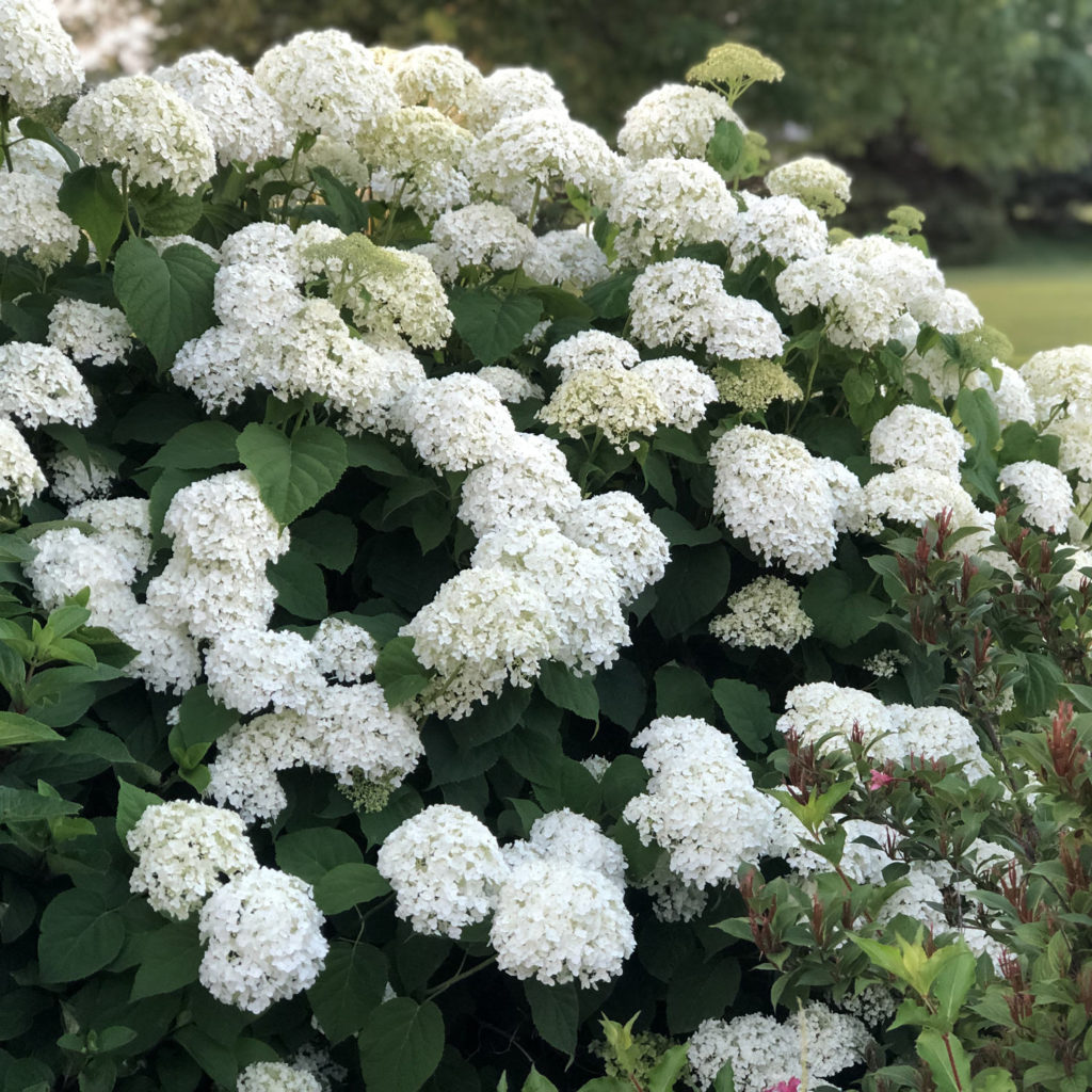Incrediball Hydrangea – Giant Blooming Shrub