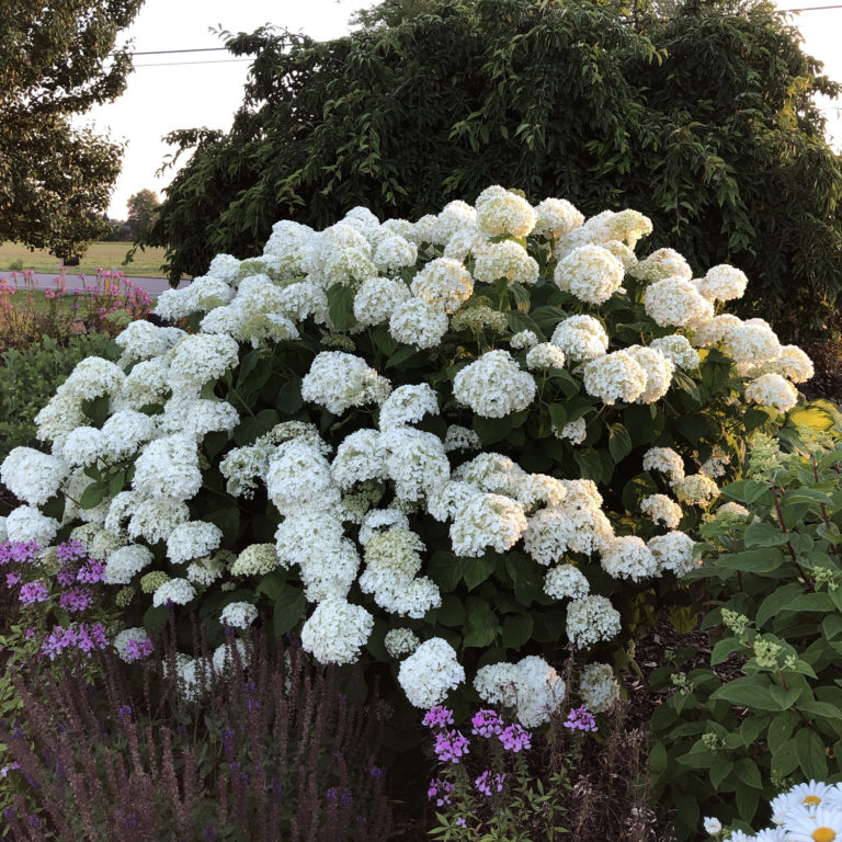 Incrediball Hydrangea – Giant Blooming Shrub
