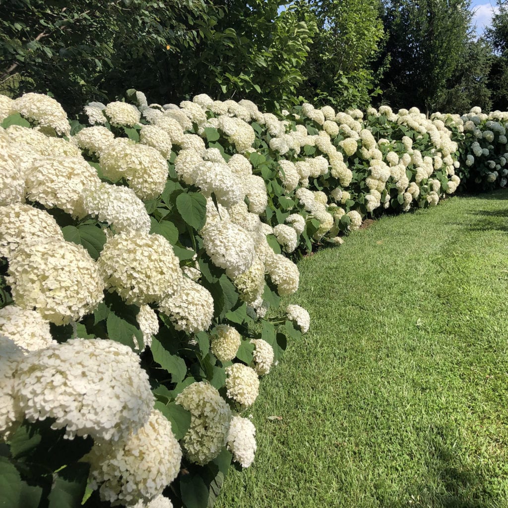 Incrediball Hydrangea – Giant Blooming Shrub