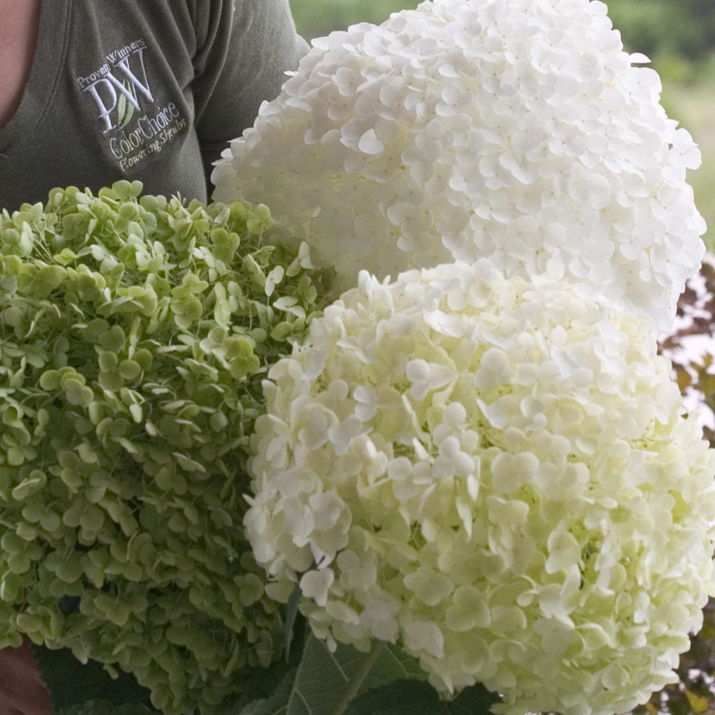 Incrediball Hydrangea – Giant Blooming Shrub
