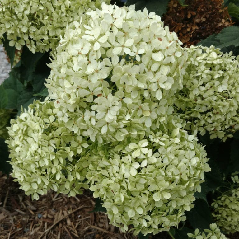 Invincibelle Limetta Hydrangea – Lime to Soft Green Blooms