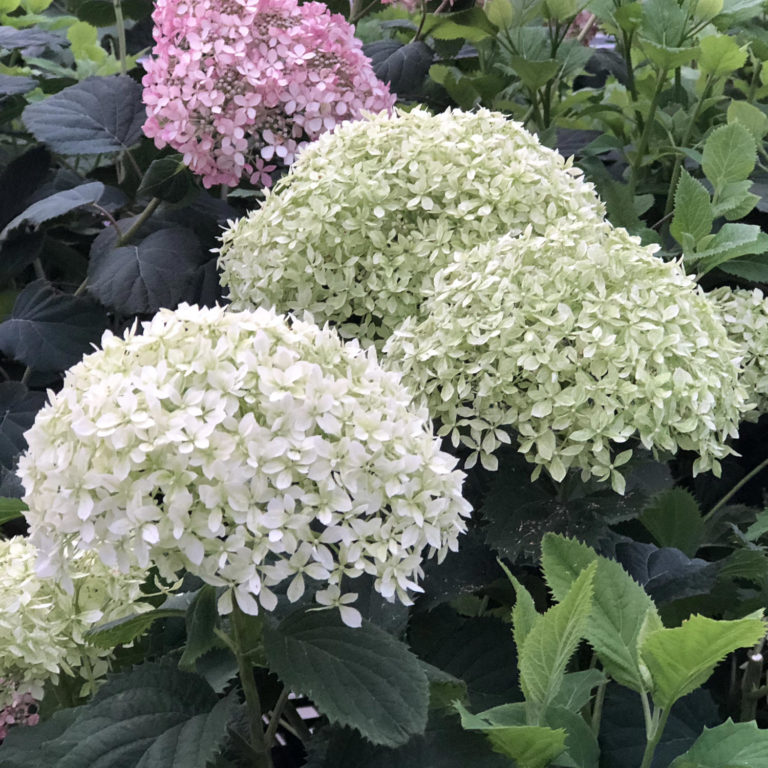 Invincibelle Limetta Hydrangea – Lime to Soft Green Blooms