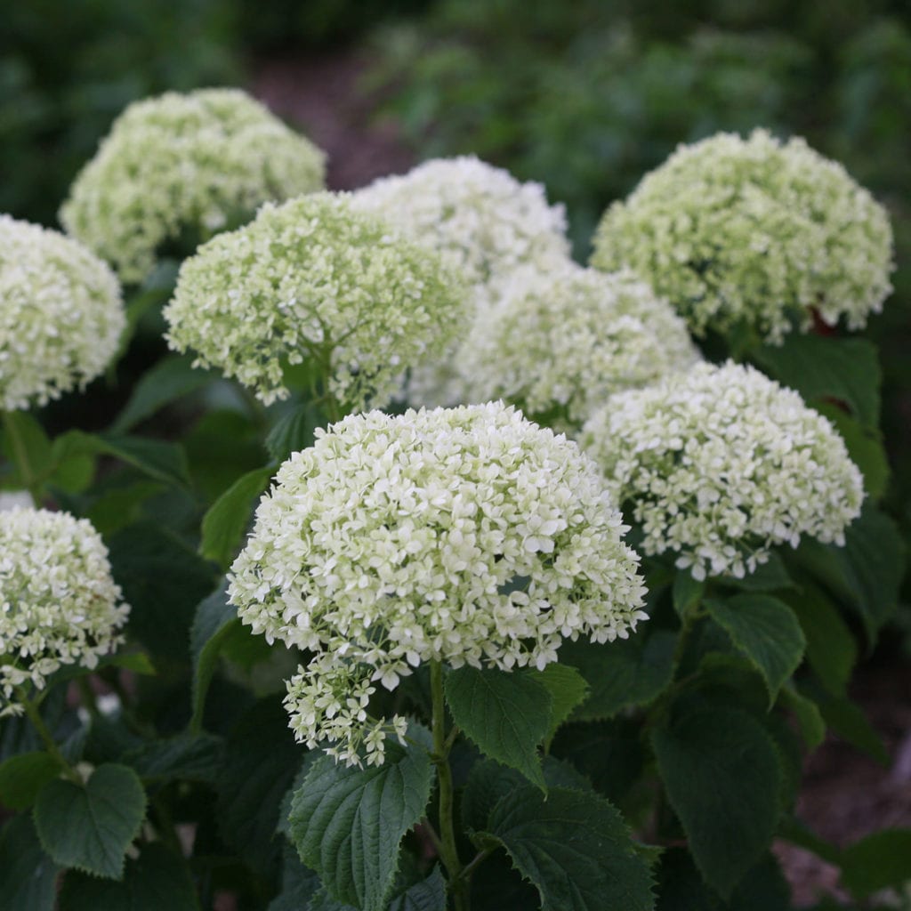 Invincibelle Limetta Hydrangea – Lime to Soft Green Blooms