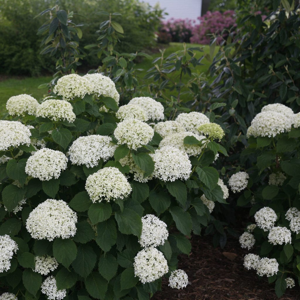 Invincibelle Limetta Hydrangea – Lime to Soft Green Blooms
