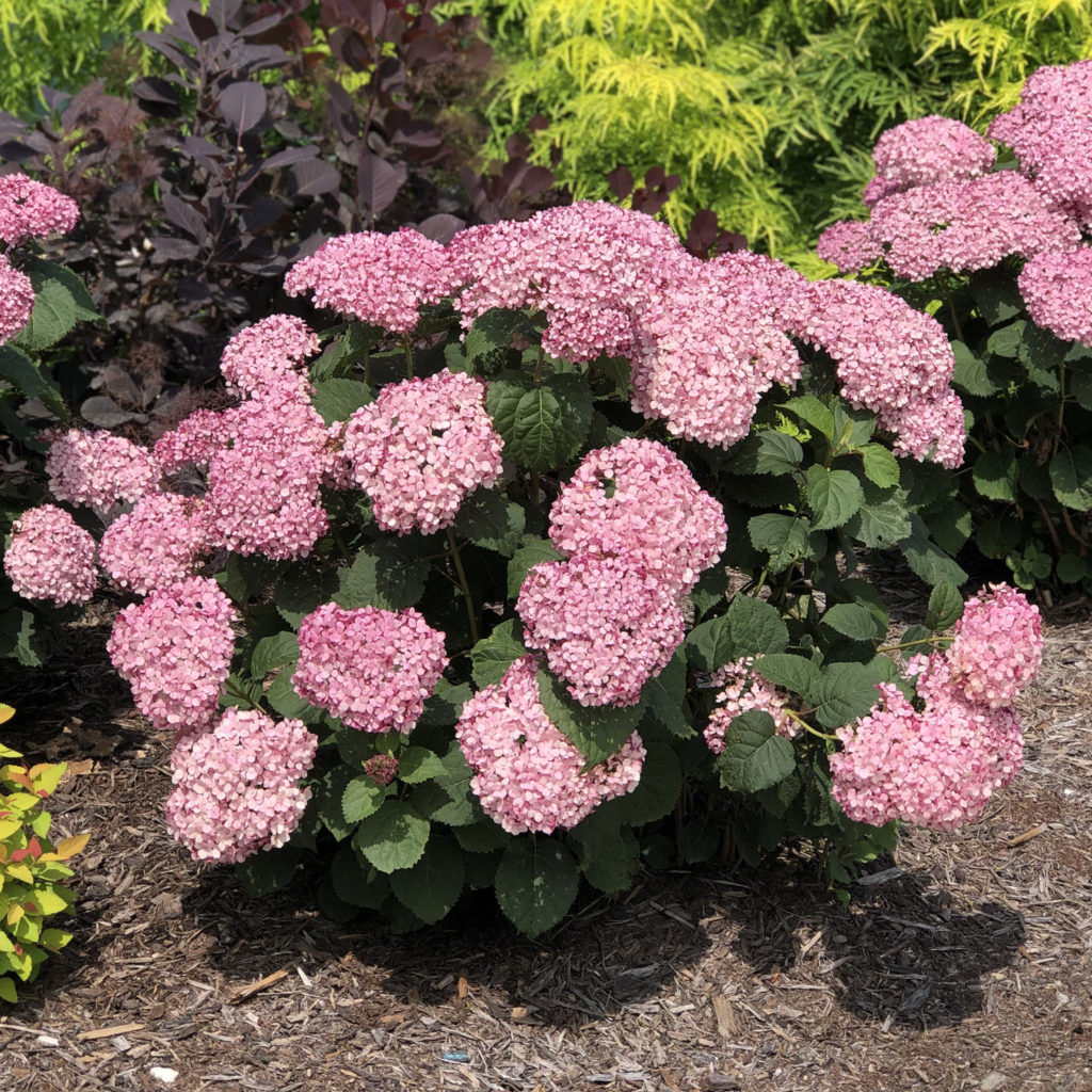 Invincibelle Mini Mauvette Hydrangea – Bold Color & Form