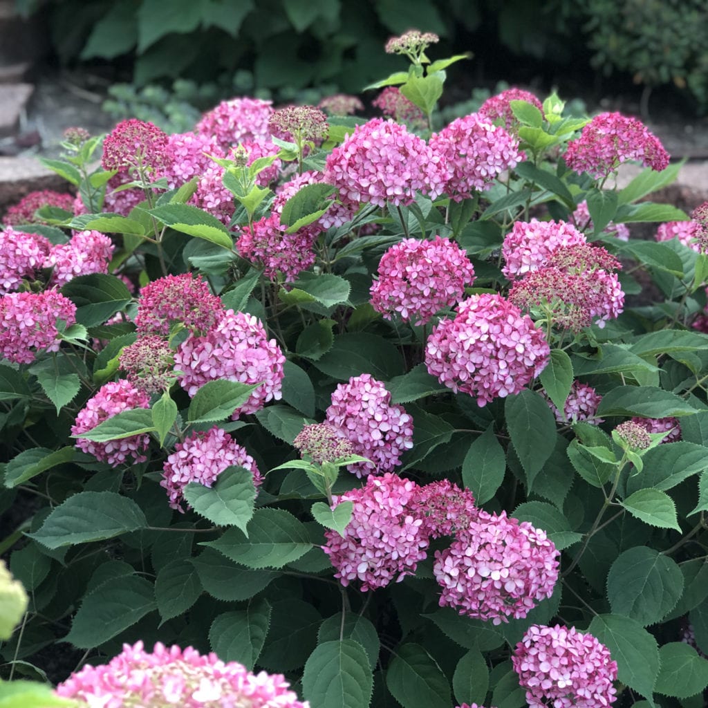 Invincibelle Mini Mauvette Hydrangea – Bold Color & Form