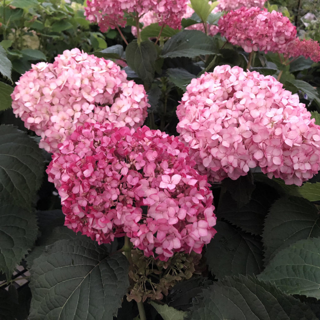 Invincibelle Mini Mauvette Hydrangea – Bold Color & Form