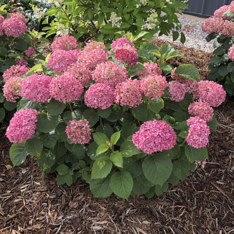 Invincibelle Mini Mauvette Hydrangea – Bold Color & Form