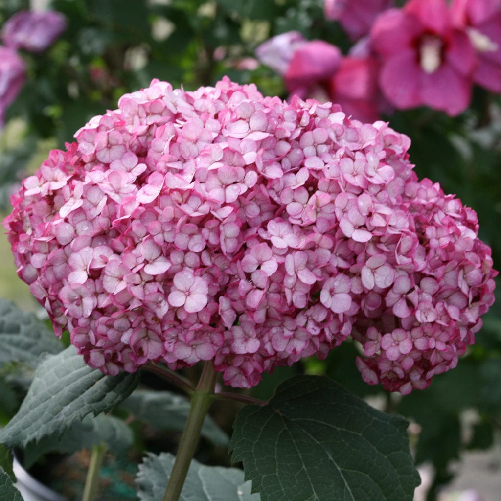 Invincibelle Mini Mauvette Hydrangea – Bold Color & Form