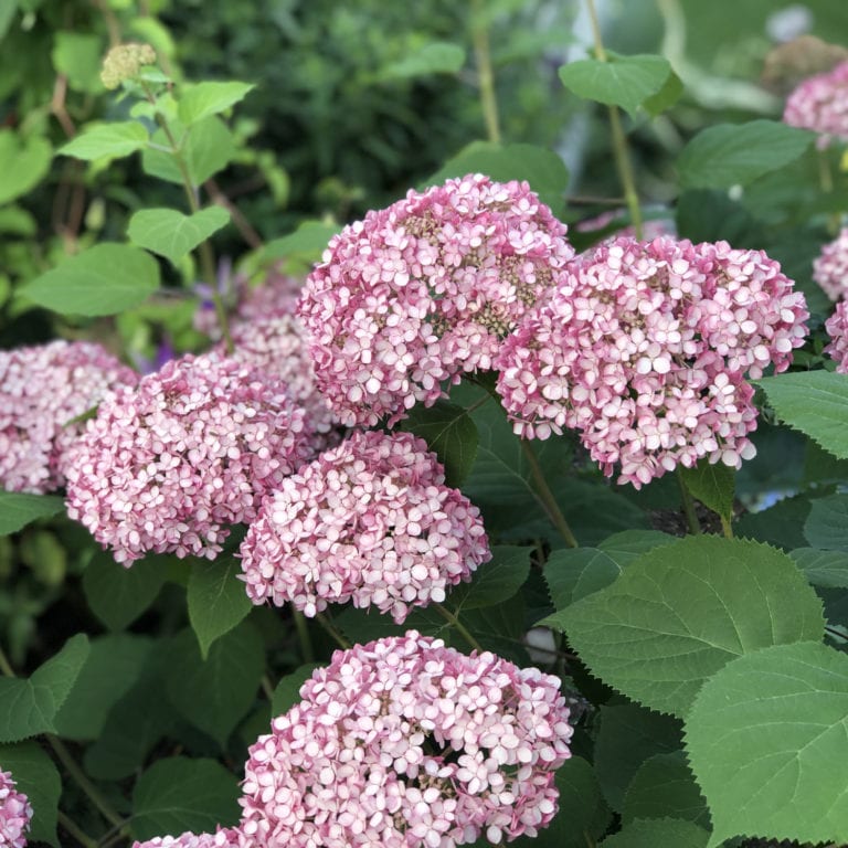 Smooth Hydrangea Ruby – Invincibelle Series Shrub