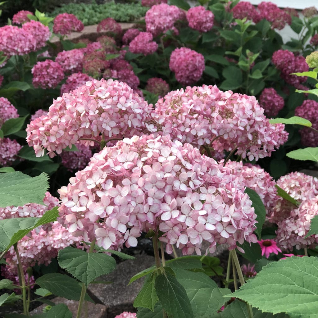 Smooth Hydrangea Ruby – Invincibelle Series Shrub