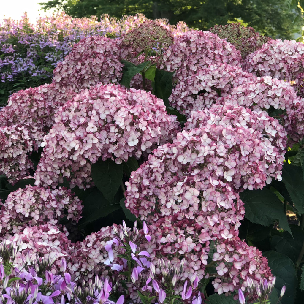 Smooth Hydrangea Ruby – Invincibelle Series Shrub