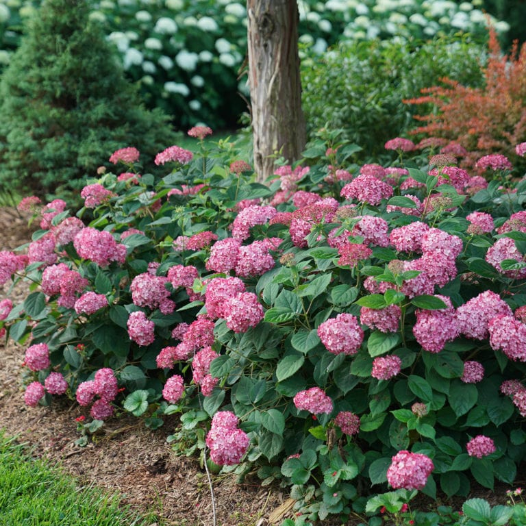 Smooth Hydrangea Ruby – Invincibelle Series Shrub