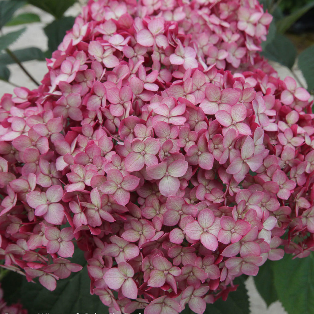 Smooth Hydrangea Ruby – Invincibelle Series Shrub
