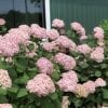 Invincibelle Spirit II Hydrangea – Smooth Pink Blooms