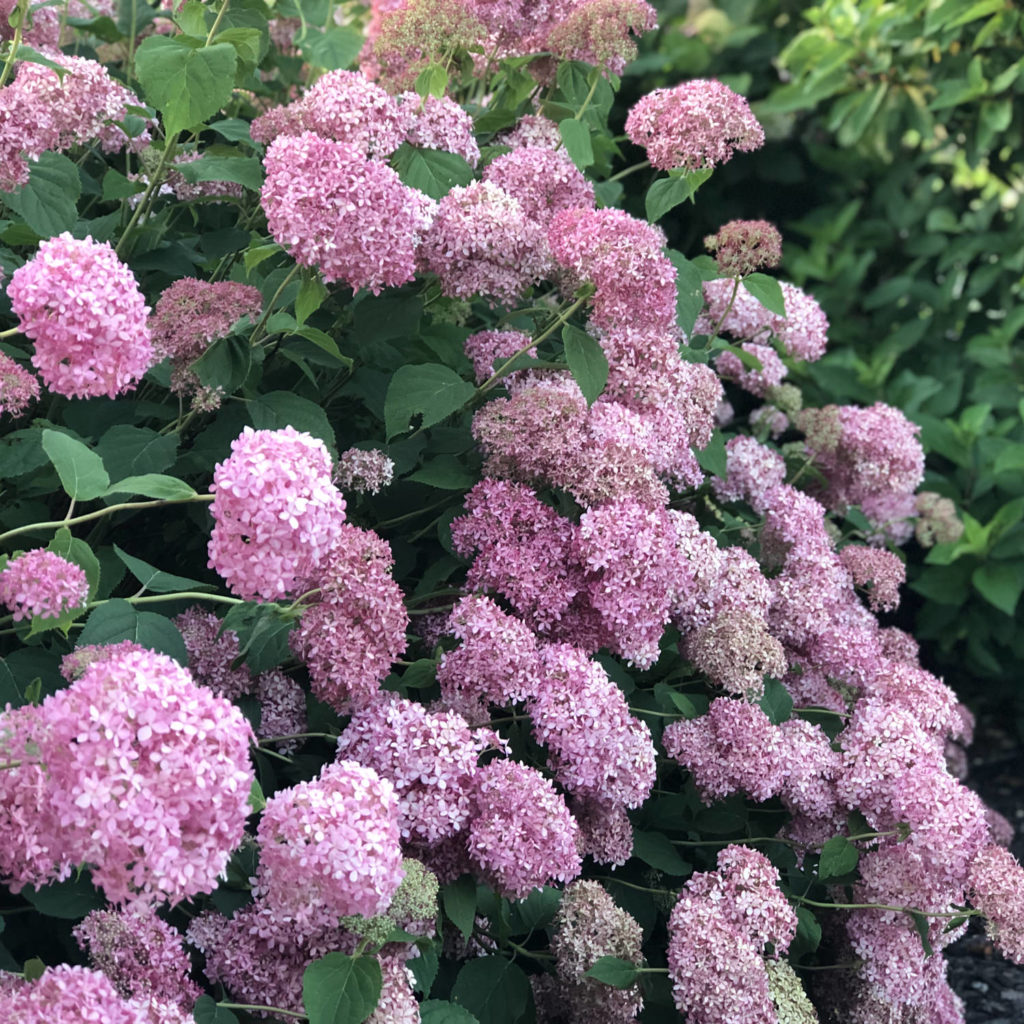 Invincibelle Spirit II Hydrangea – Smooth Pink Blooms