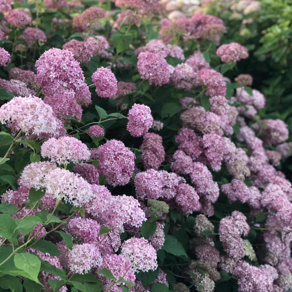 Invincibelle Spirit II Hydrangea – Smooth Pink Blooms