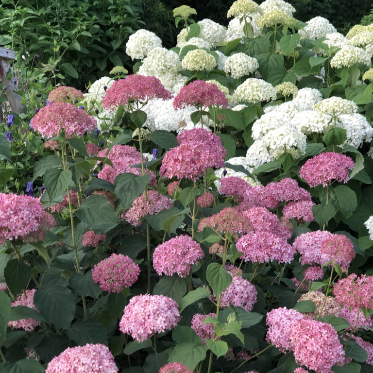 Invincibelle Spirit II Hydrangea – Smooth Pink Blooms