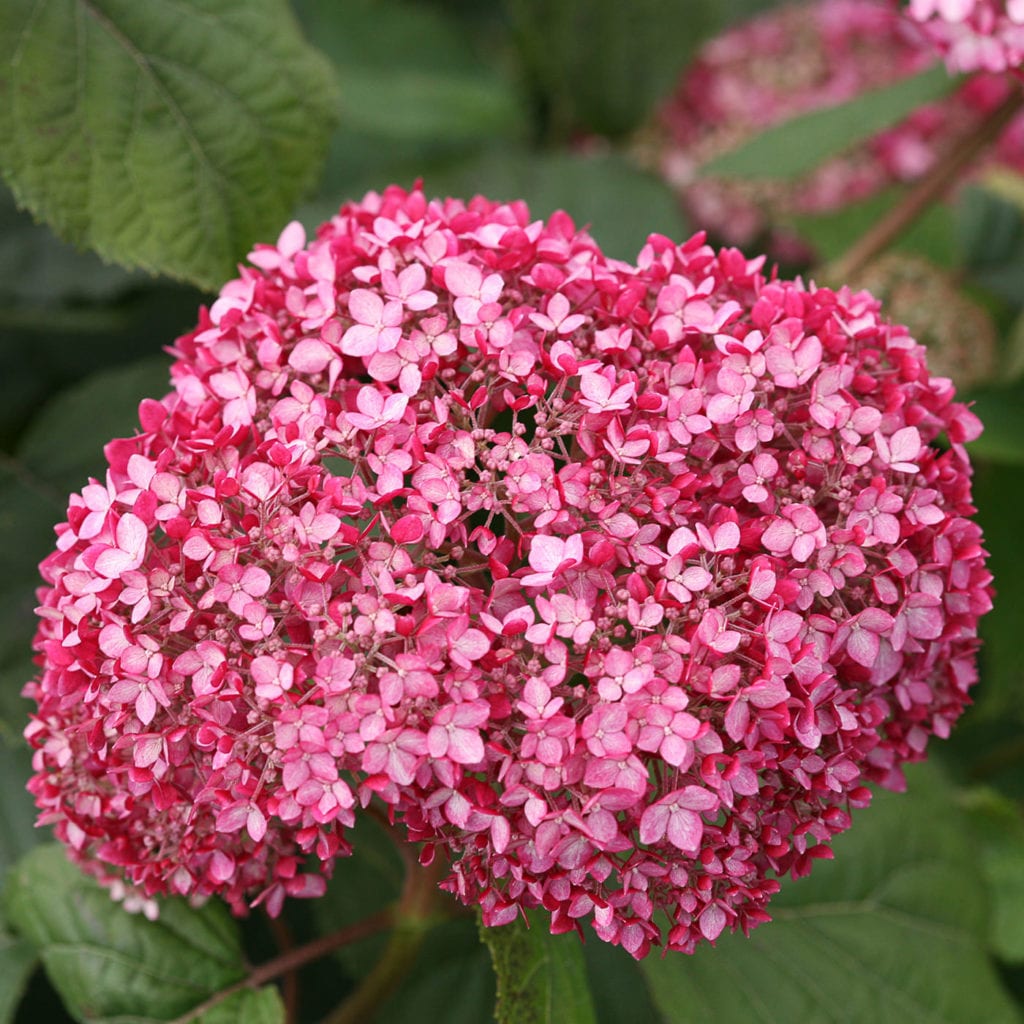 Invincibelle Spirit II Hydrangea – Smooth Pink Blooms