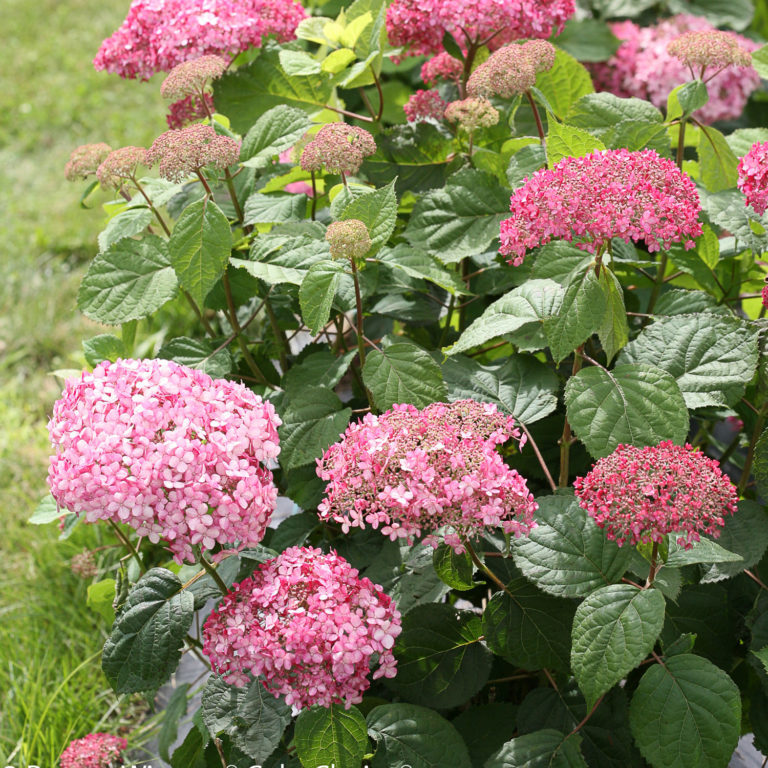 Invincibelle Spirit II Hydrangea – Smooth Pink Blooms