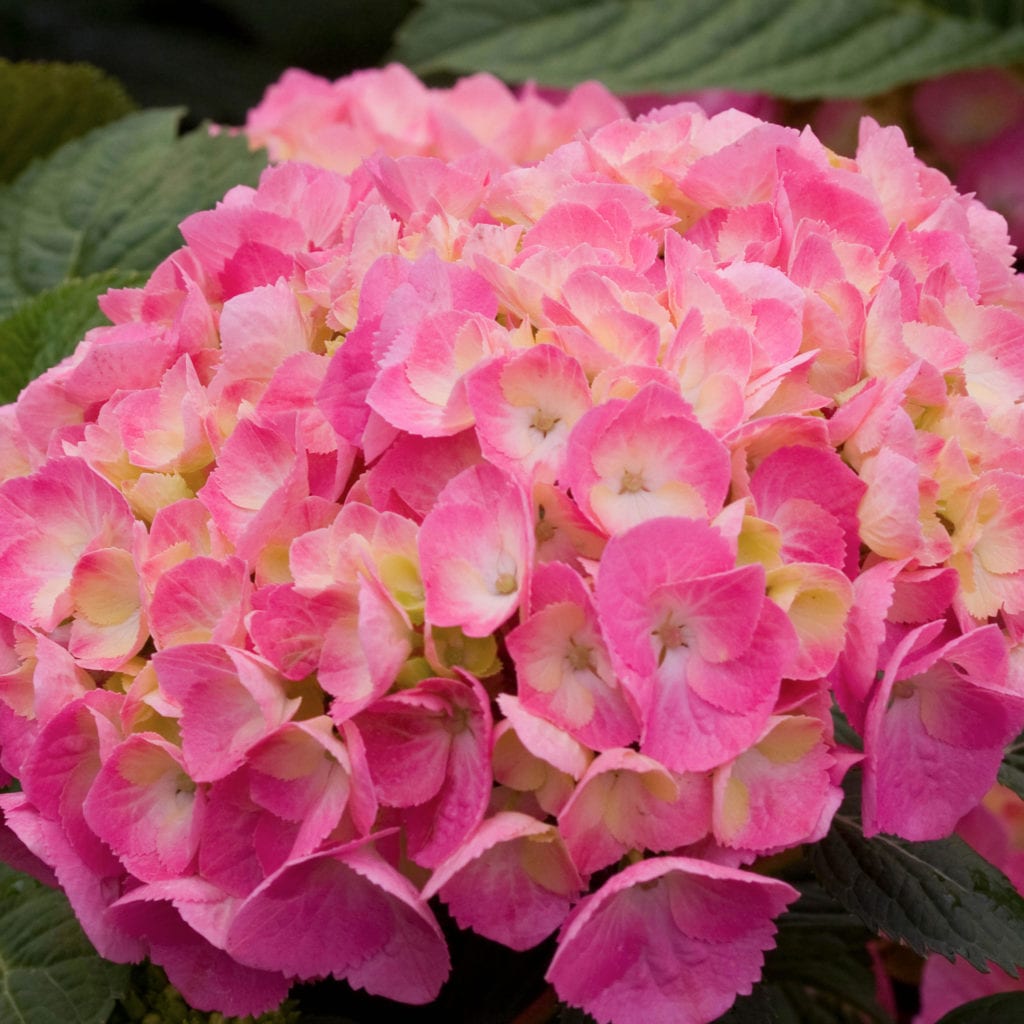 LET'S DANCE® BIG EASY® Hydrangea – Garden Crossings