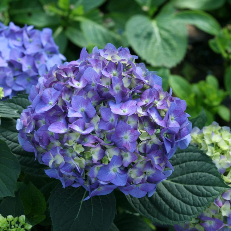 Let's Dance Blue Jangles Big Leaf Hydrangea