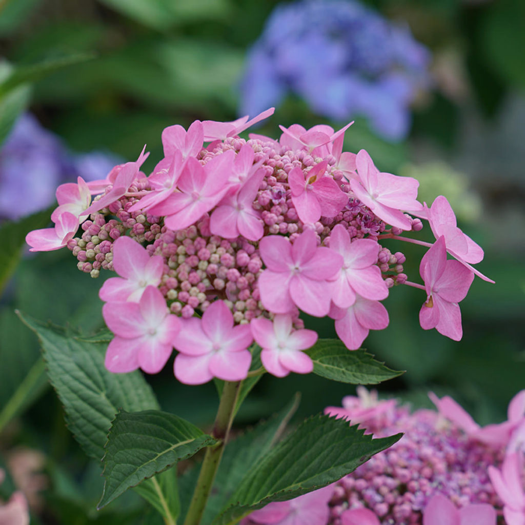 LET'S DANCE CAN DO Hydrangea – Hardy Lacecap Blooms