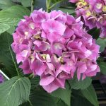LET'S DANCE® RAVE® Hydrangea– Garden Crossings
